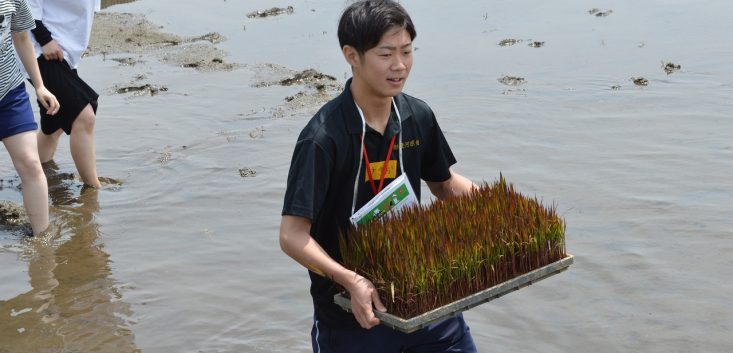 千葉県誕生150周年記念 田んぼアート in 山武市 - https://chiba150th-tamboart.com