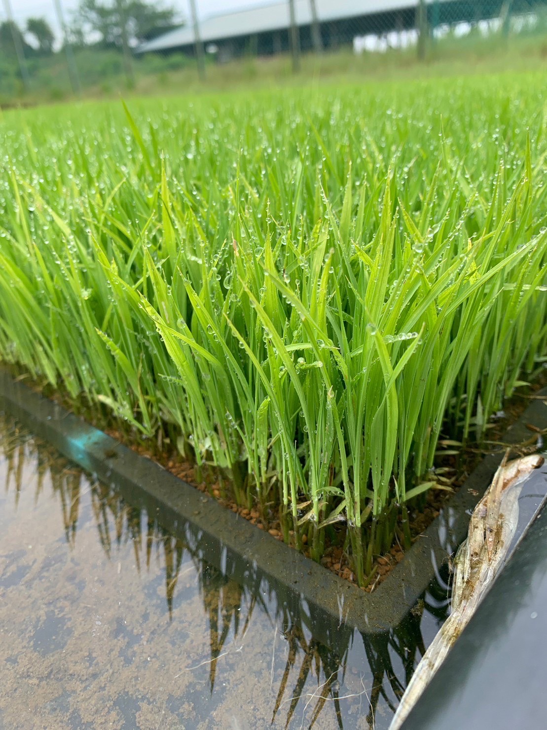 苗の水やりをしました！ - 千葉県誕生150周年記念 田んぼアート in 山武市