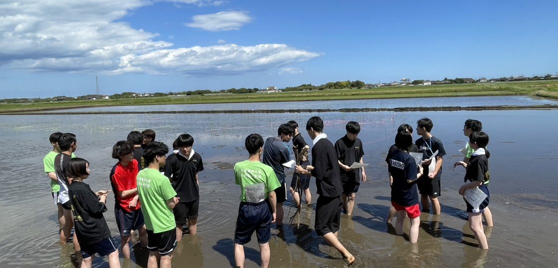 千葉県誕生150周年記念 田んぼアート in 山武市 - https://chiba150th-tamboart.com