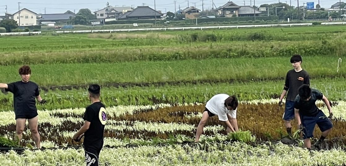 千葉県誕生150周年記念 田んぼアート in 山武市 - https://chiba150th-tamboart.com